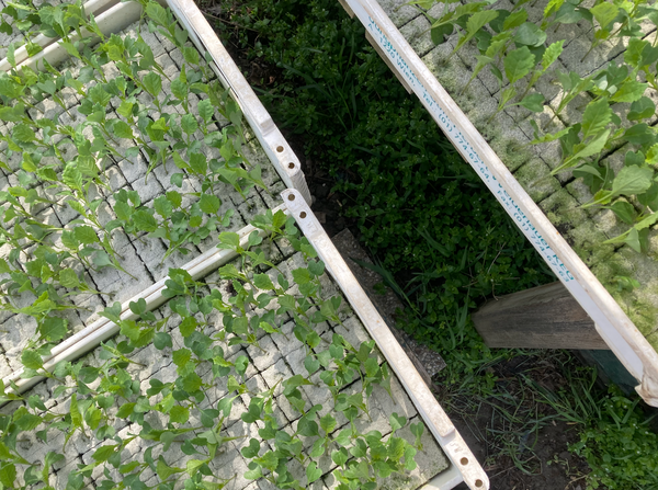 Bio-Setzlinge gelbe Rote Rübe "Golden Eye" - Ackerhelden