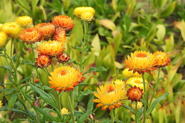 Strohblume niedrig - Ackerhelden
